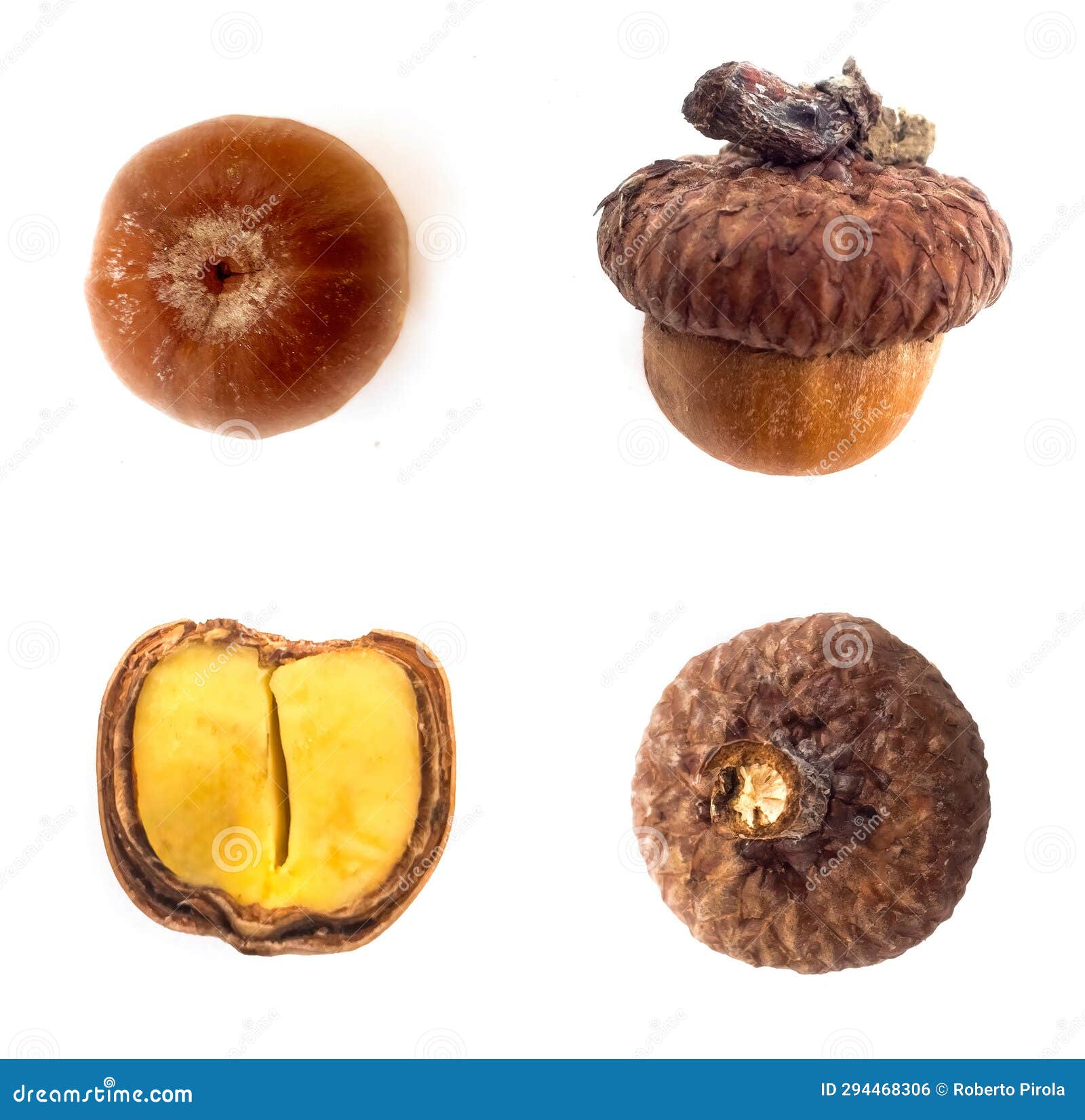 Four Points of View of Oak Acorn Stock Photo - Image of fall, nature ...