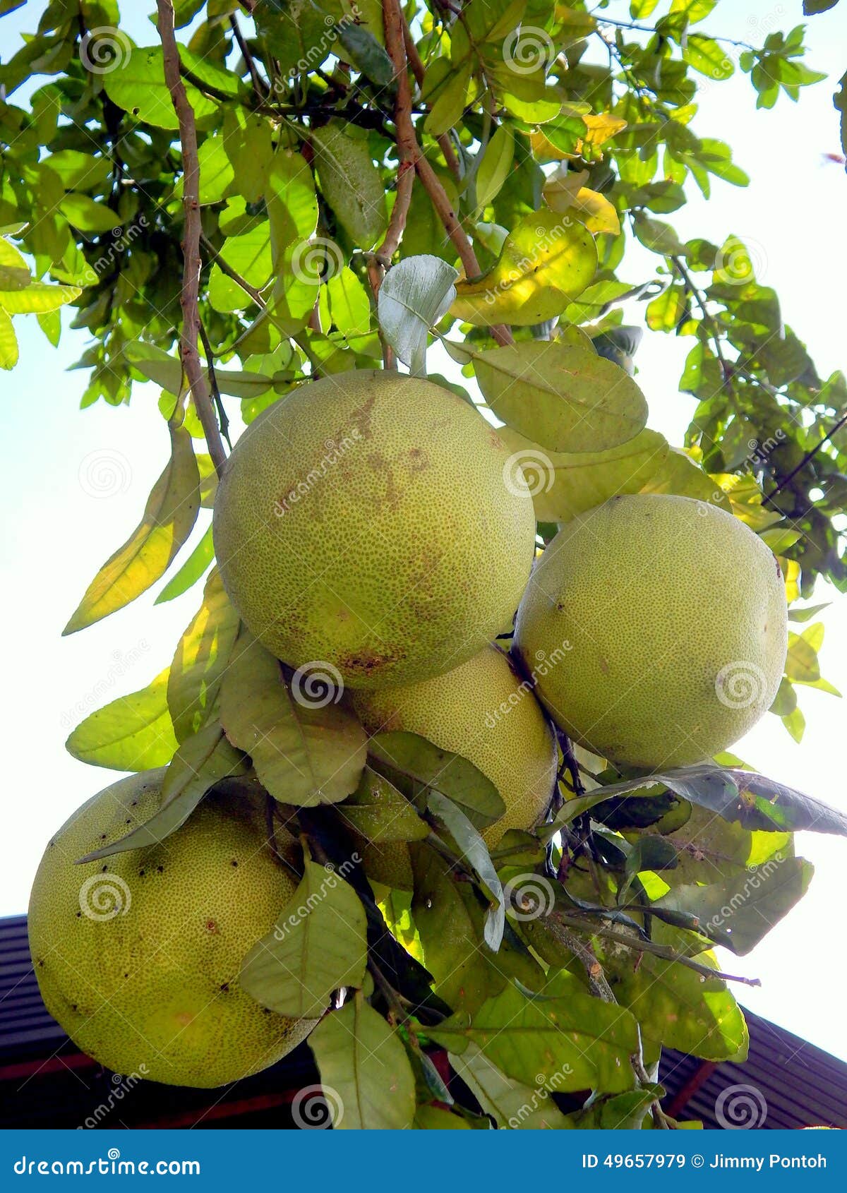 Four Pomelo fruits stock image. Image of green, blue - 49657979