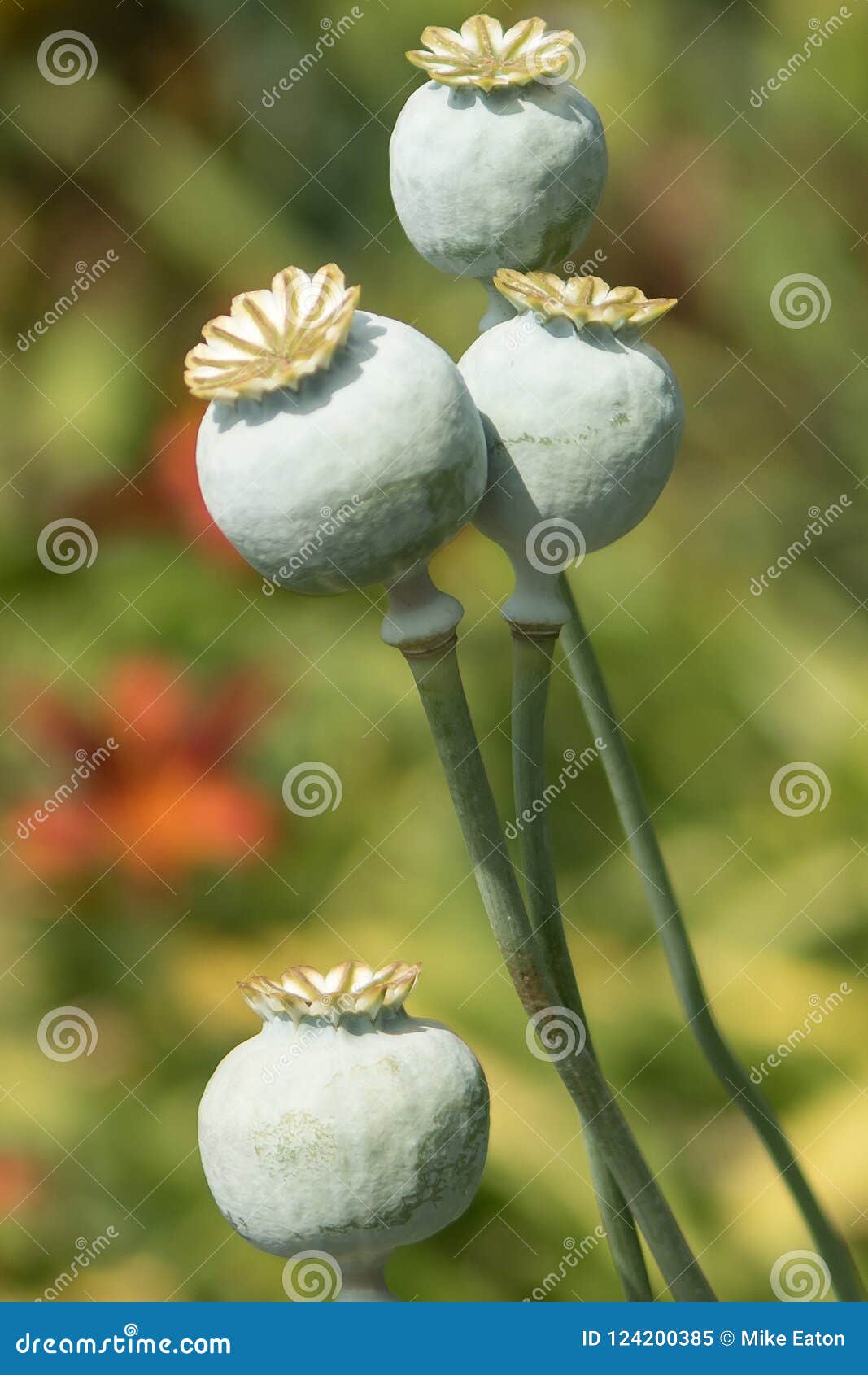 Four poppy Seed heads stock image. Image of papaver - 124200385