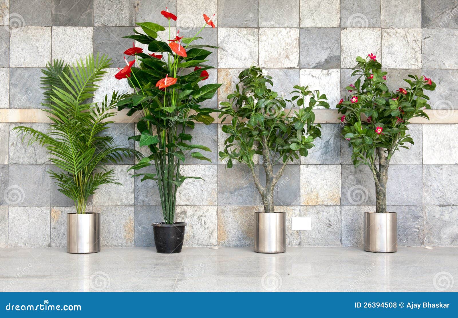 Four potted plants stock photo. Image of natural, flowerpot - 26394508