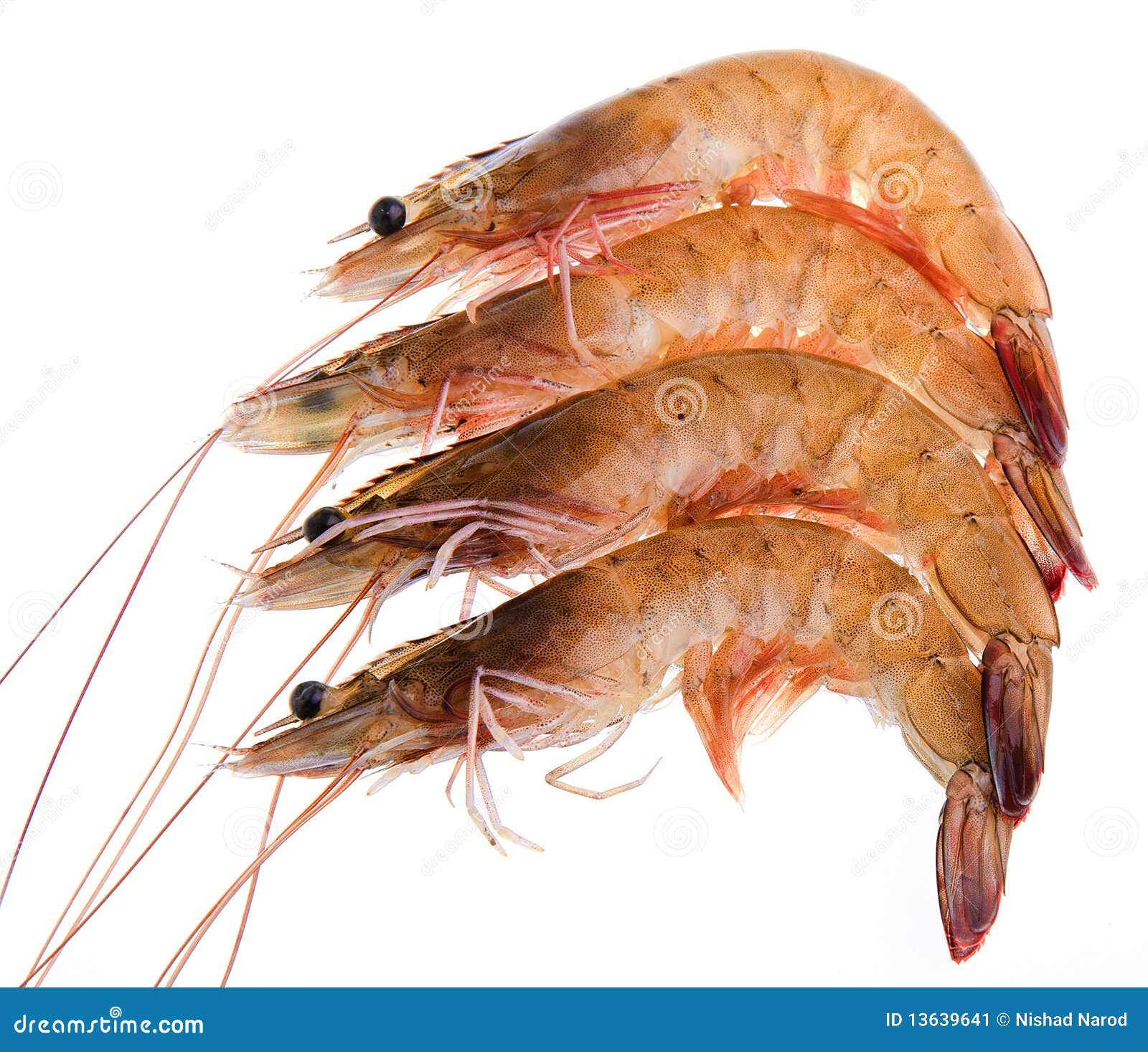 Four prawns stock image. Image of isolated, background - 13639641