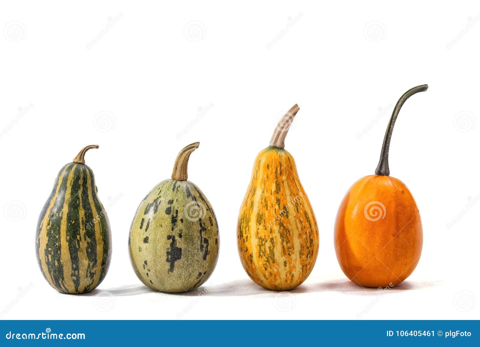 Four Pumpkins of Different Types and Colors Isolated Stock Image ...