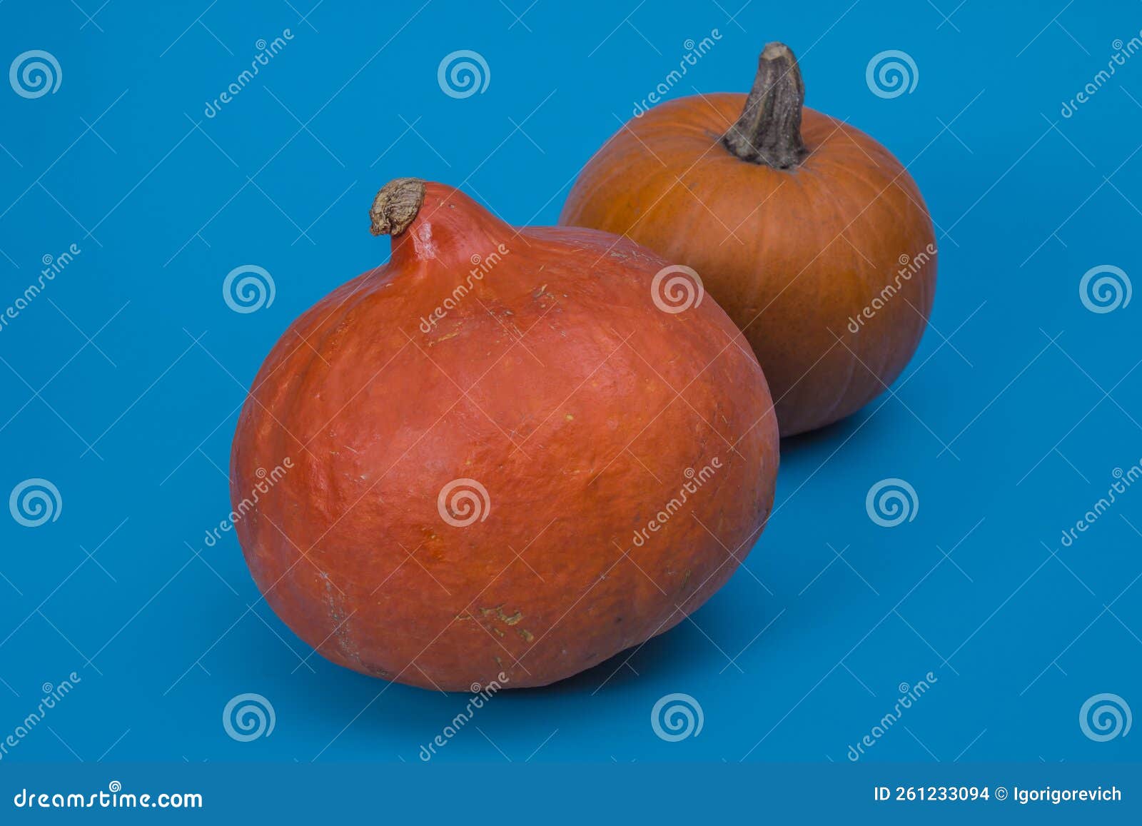 Two pumpkins stock photo. Image of country, orange, gourd - 261233094