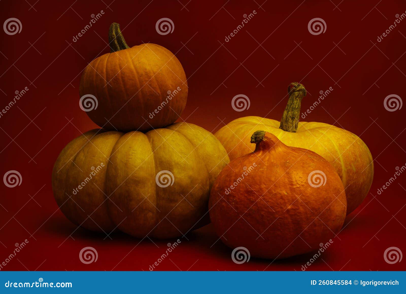 Four pumpkins stock photo. Image of orange, gourd, fresh - 260845584