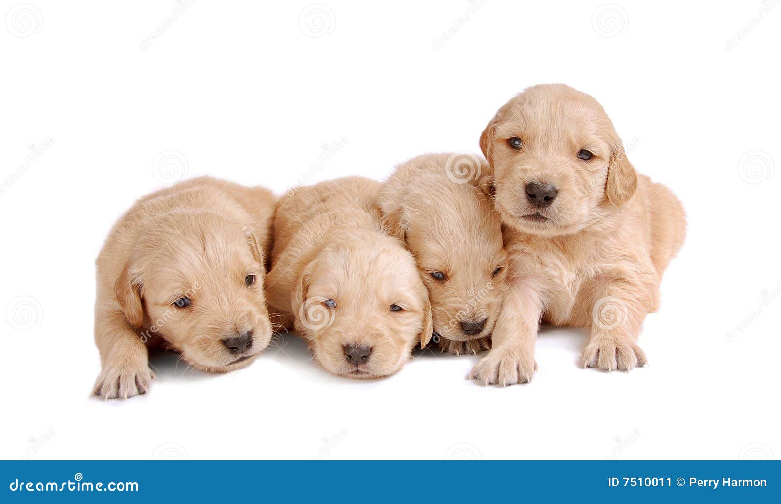 Four Puppies stock image. Image of furry, fuzzy, white - 7510011