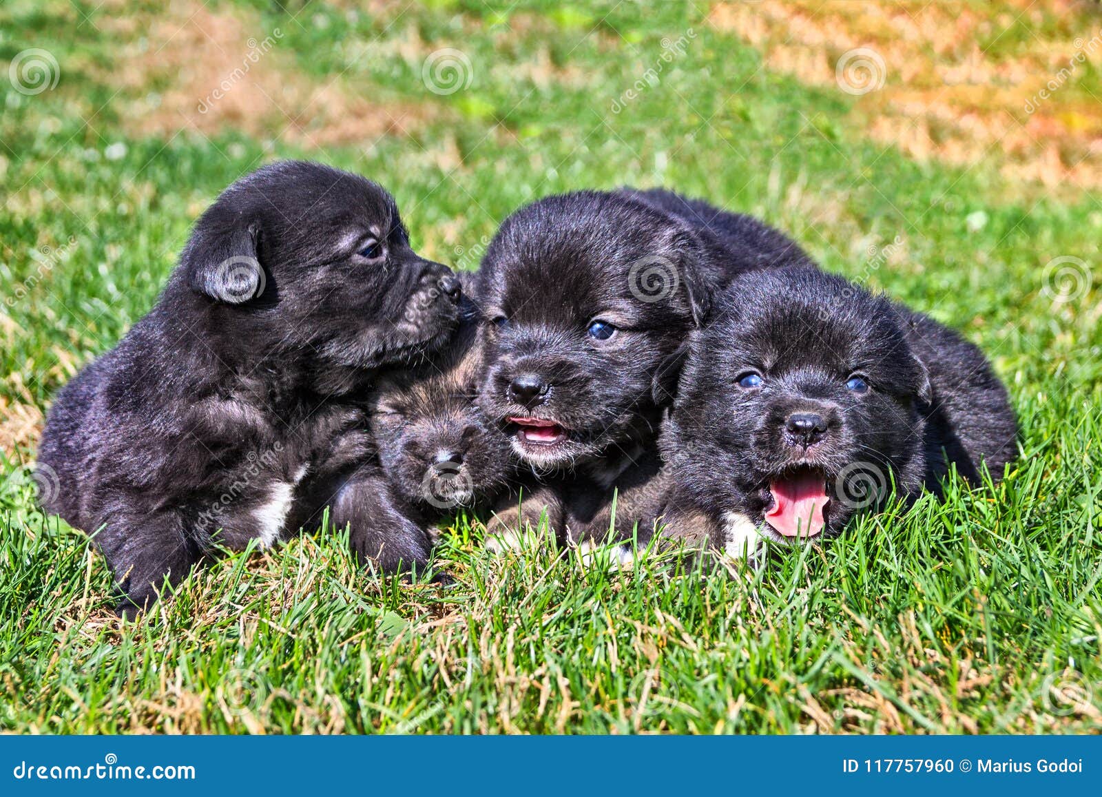 Four puppies on the grass stock photo. Image of black - 117757960