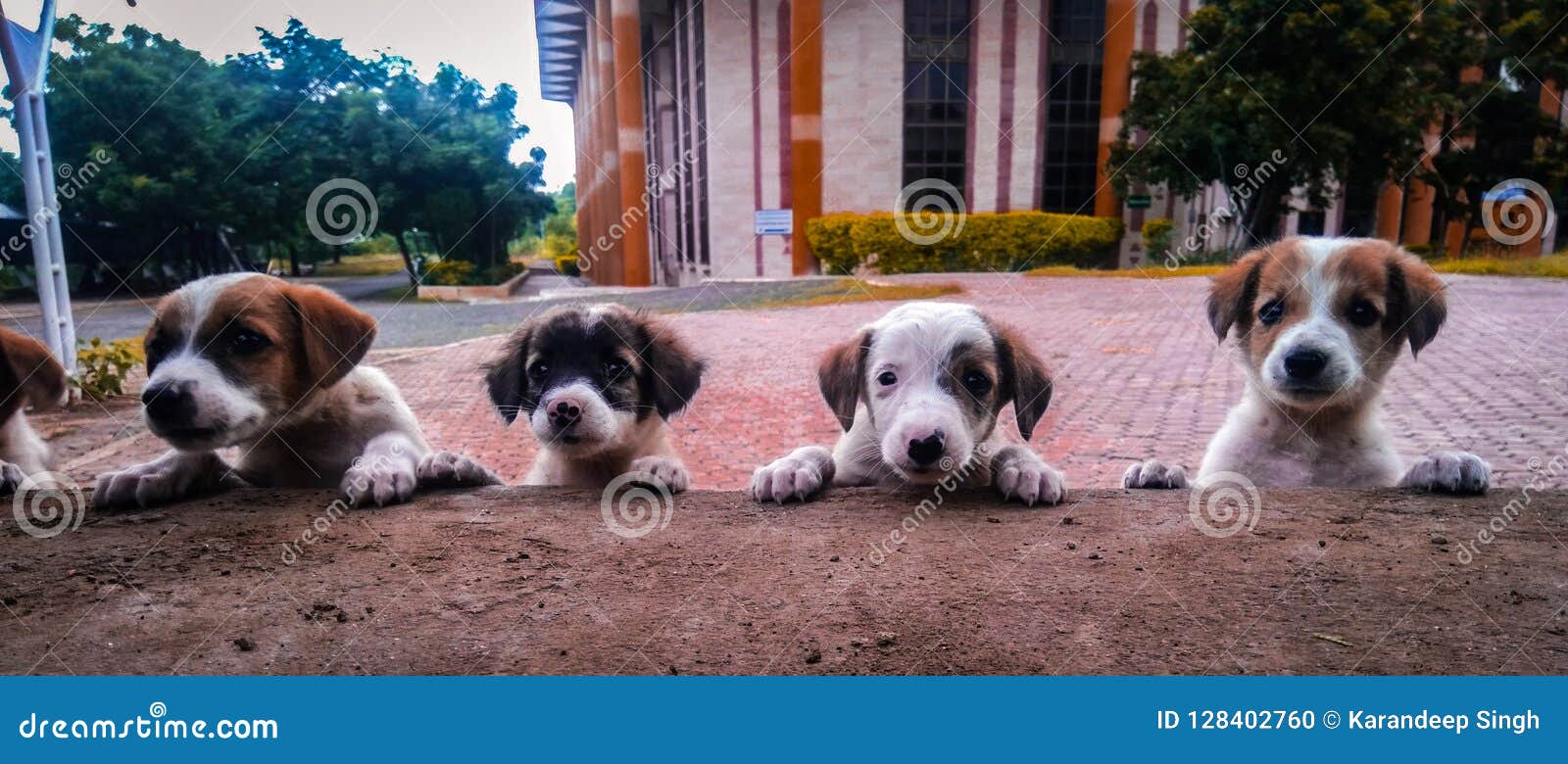 Four puppies stock photo. Image of innocent, four, cute - 128402760