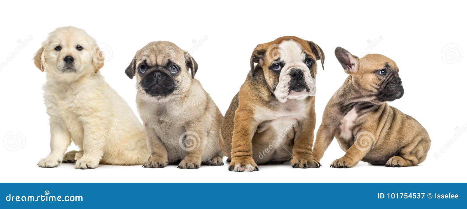 Four puppies sitting, stock image. Image of pets, mammal - 101754537