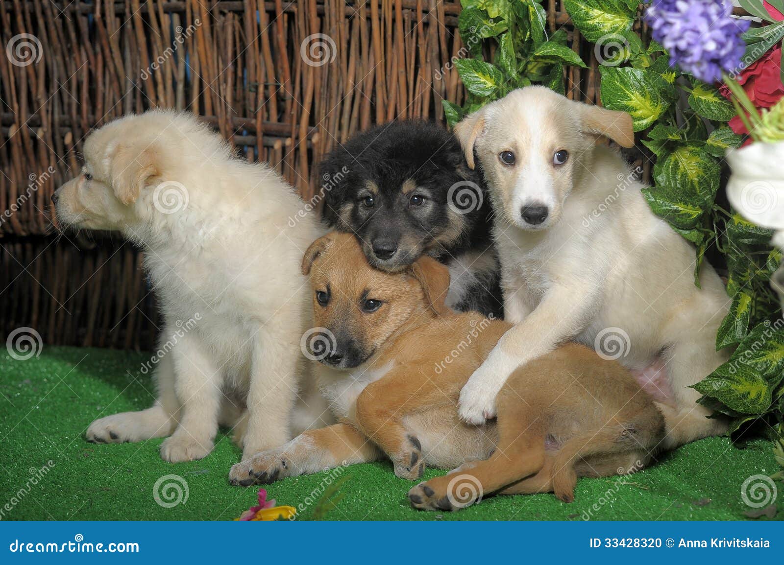 Four puppies stock photo. Image of adorable, canine, german - 33428320