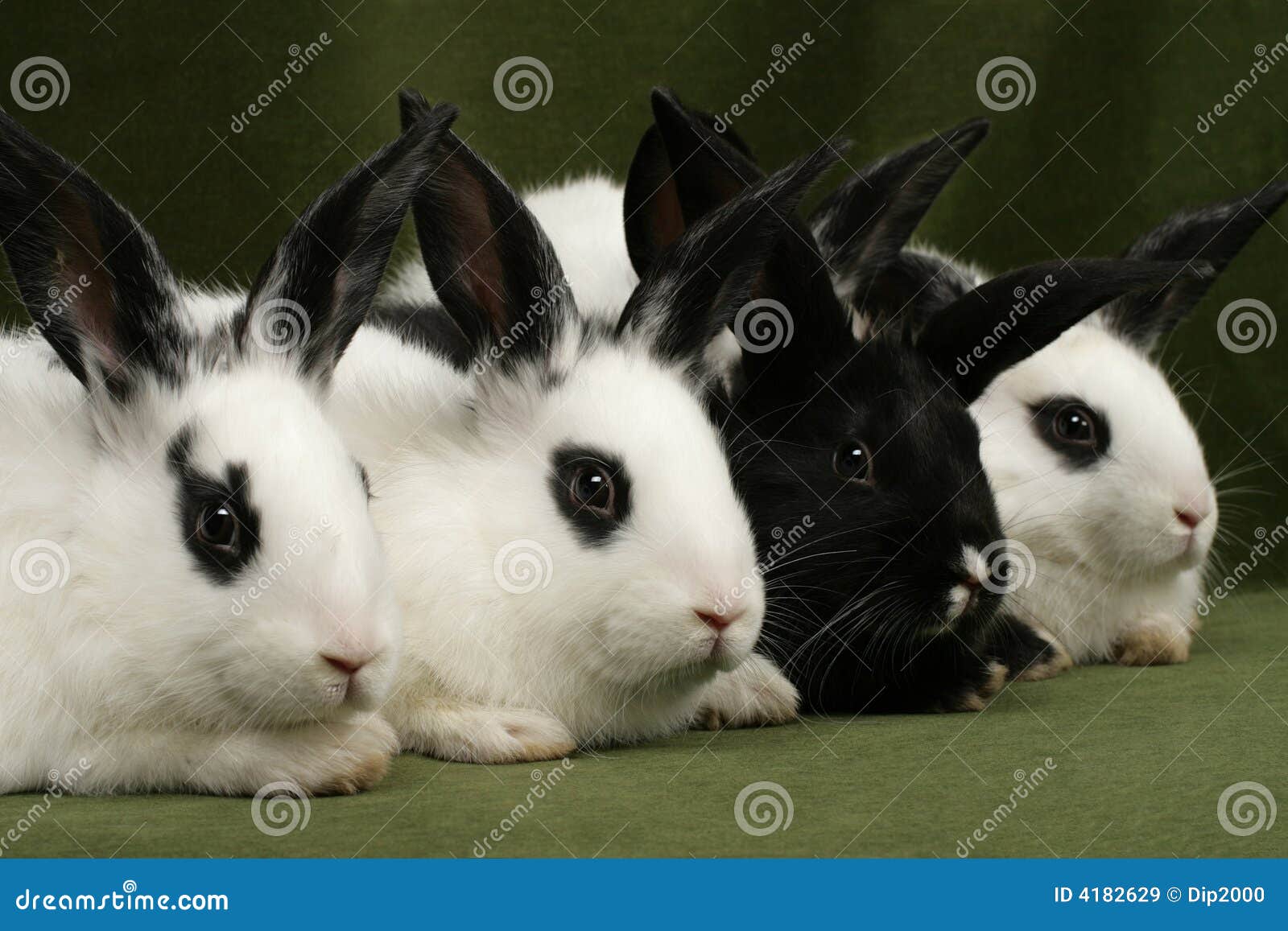 Four rabbits stock image. Image of domestic, easter, adorable - 4182629