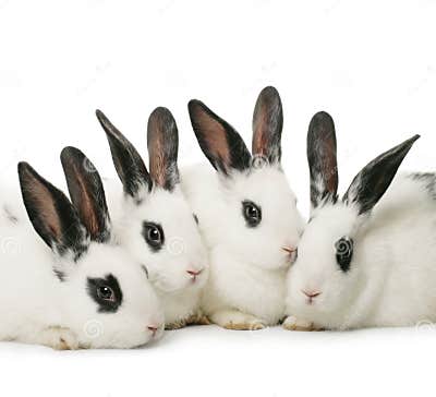 Four rabbits stock image. Image of close, pretty, detail - 4198479