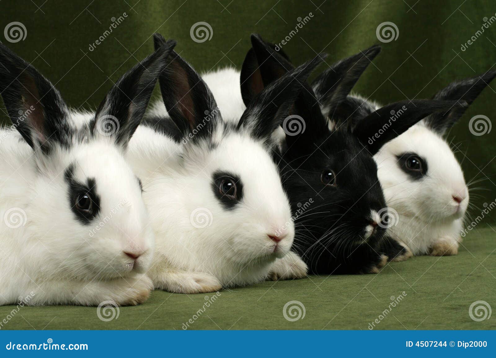 Four rabbits stock photo. Image of four, staring, young - 4507244
