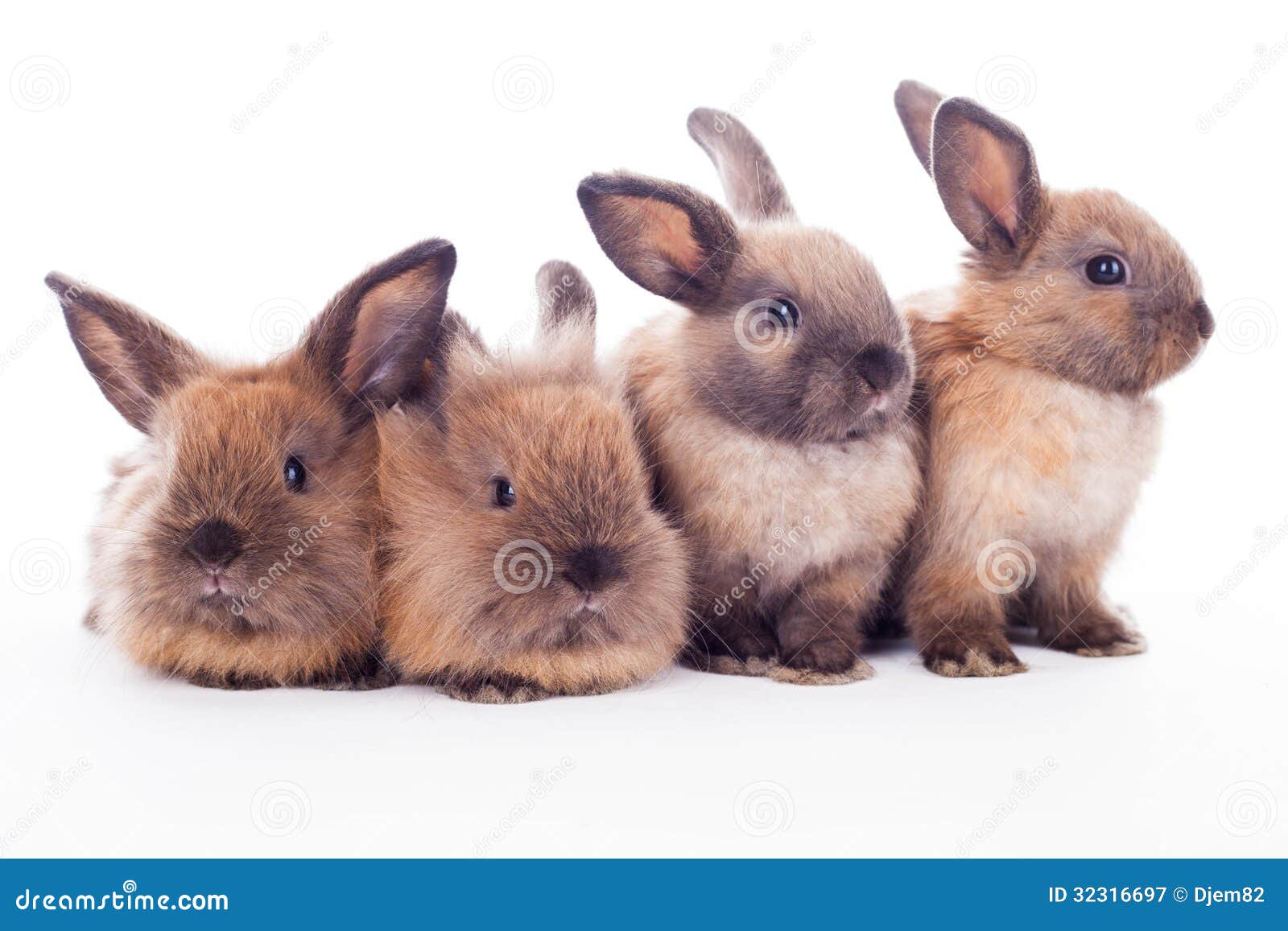 Four Rabbits Isolated on the White. Stock Image - Image of farm, gray ...
