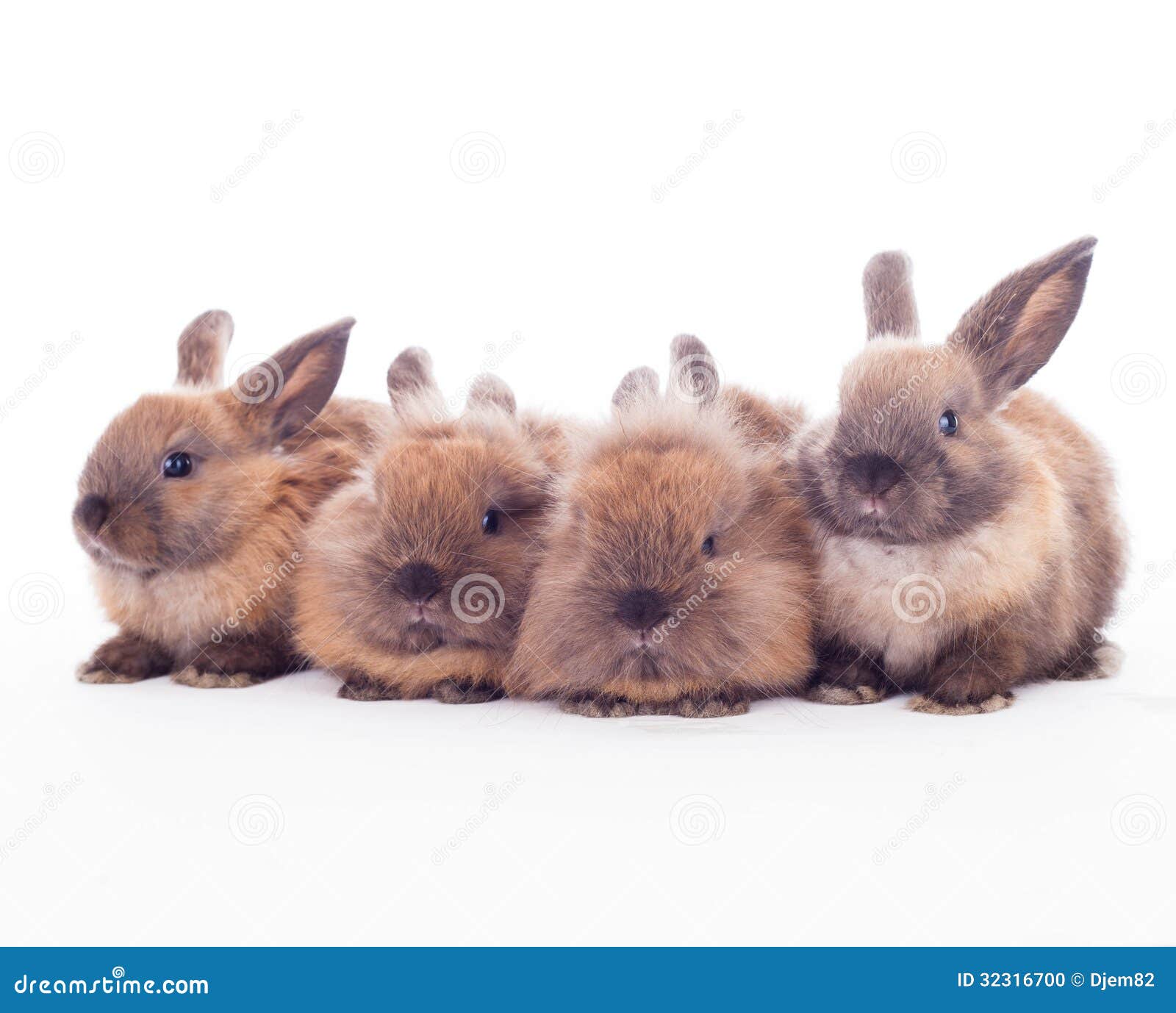 Four Rabbits Isolated on the White. Stock Photo - Image of gray ...