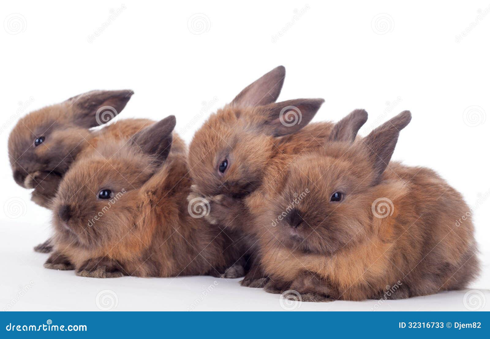 Four Rabbits Isolated on the White. Stock Image - Image of large, lying ...