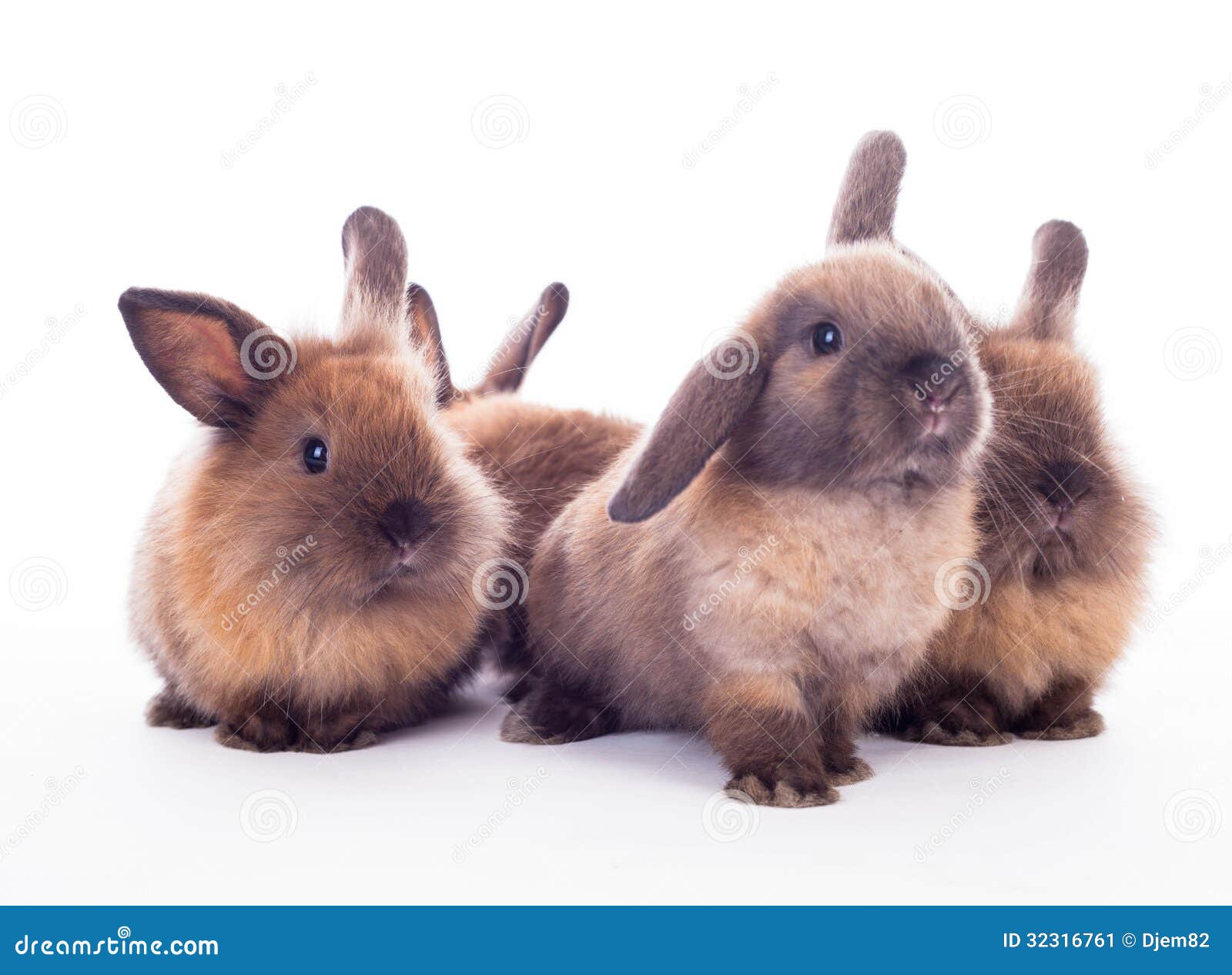 Four Rabbits Isolated on the White. Stock Image - Image of fluff ...