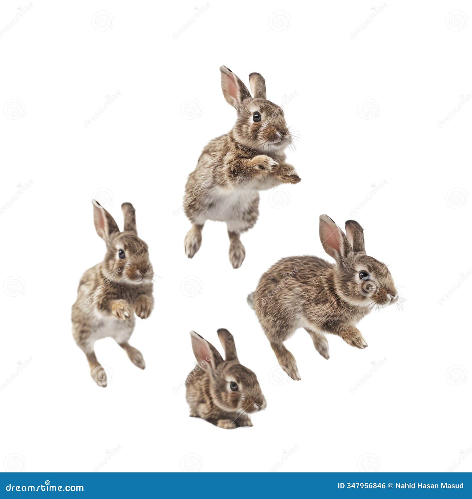 Four Rabbits Jumping stock illustration. Illustration of whiskers ...