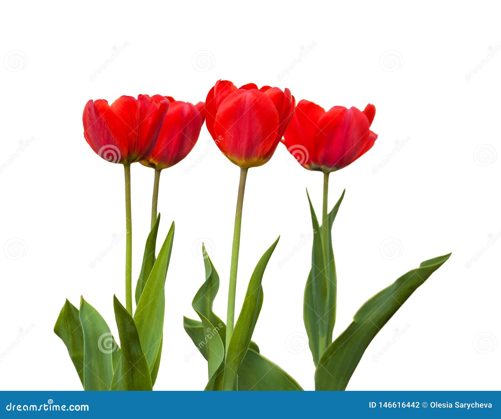 Four Red Darwin Hybrids Tulips on a White Background Stock Photo ...