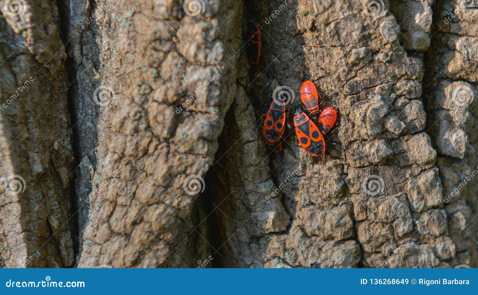 Four Red Insects, Placed on the Trunk of a Tree Stock Image - Image of ...