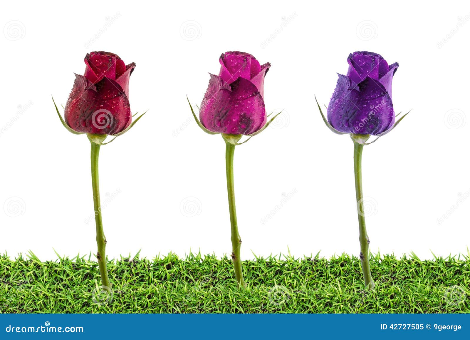 Four Red Roses on Grass Isolated on White , Clipping Path Included ...
