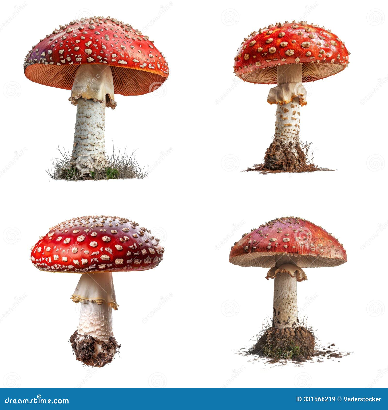 Four Red and White Toadstools with White Spots Stock Illustration ...