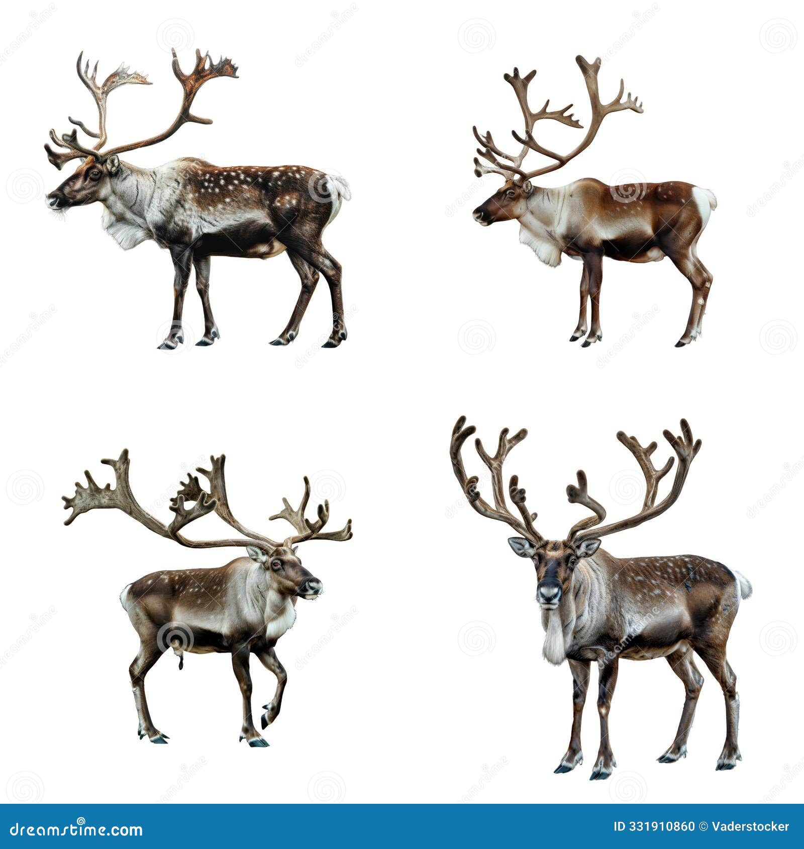 Four Reindeer Standing Isolated on a White Background Stock ...