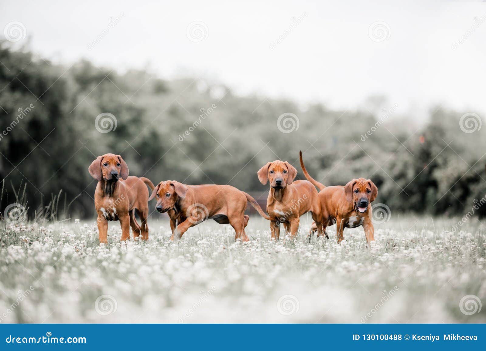 Four Rhodesian Ridgeback Dogs on a Path in the Forest Stock Photo ...