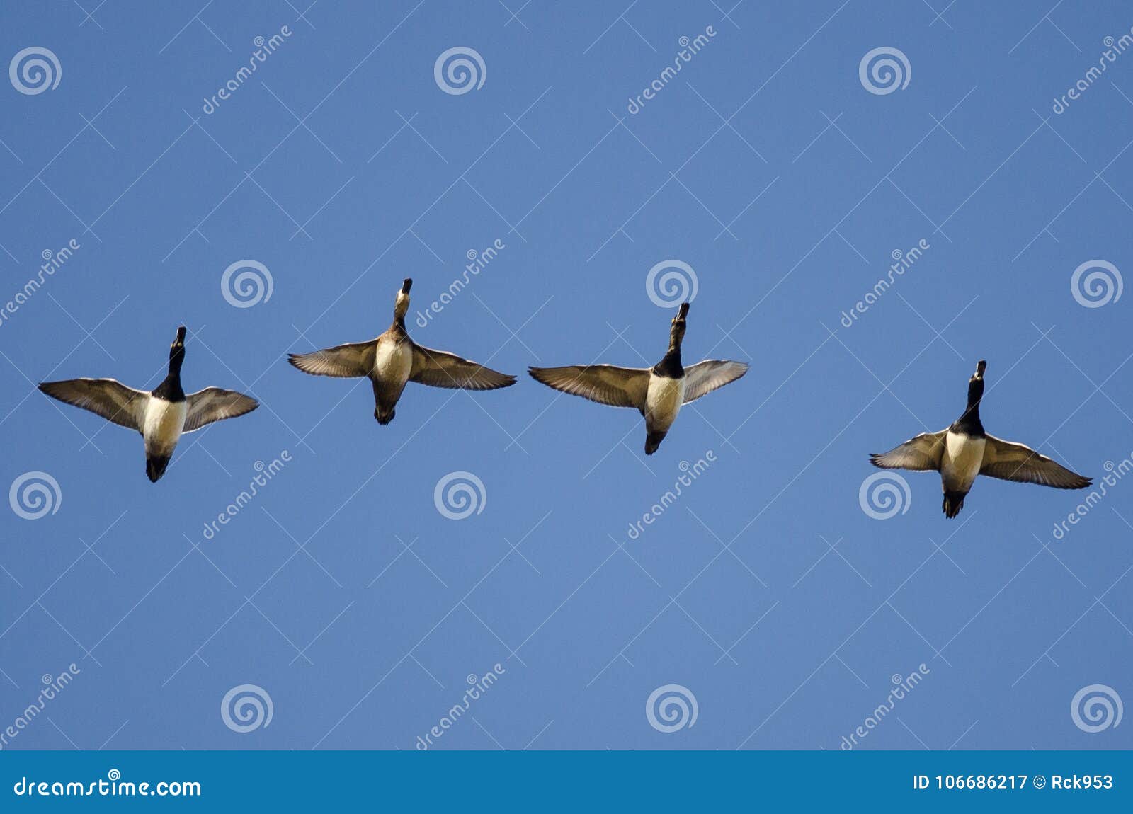 Four Ring-Necked Ducks Flying in a Blue Sky Stock Image - Image of ...
