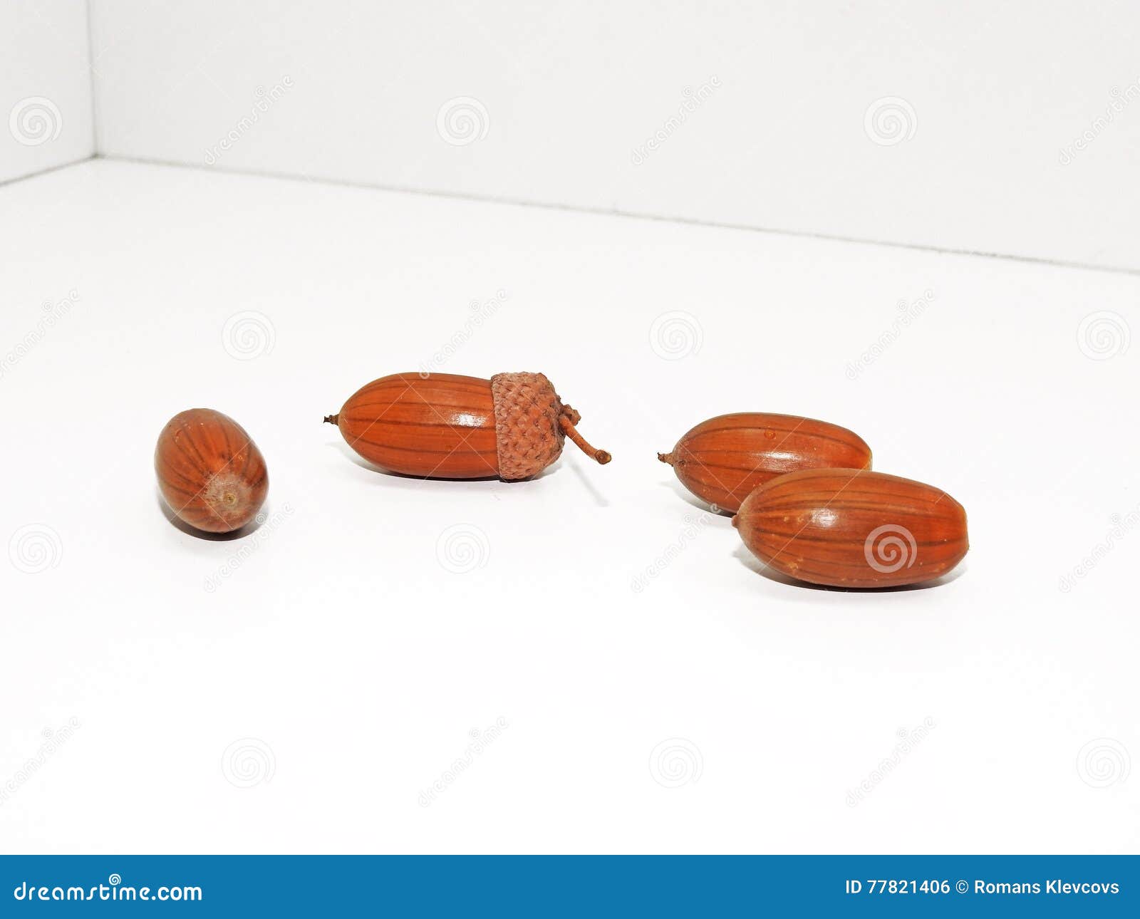 Four ripe acorns stock photo. Image of isolated, quercus - 77821406