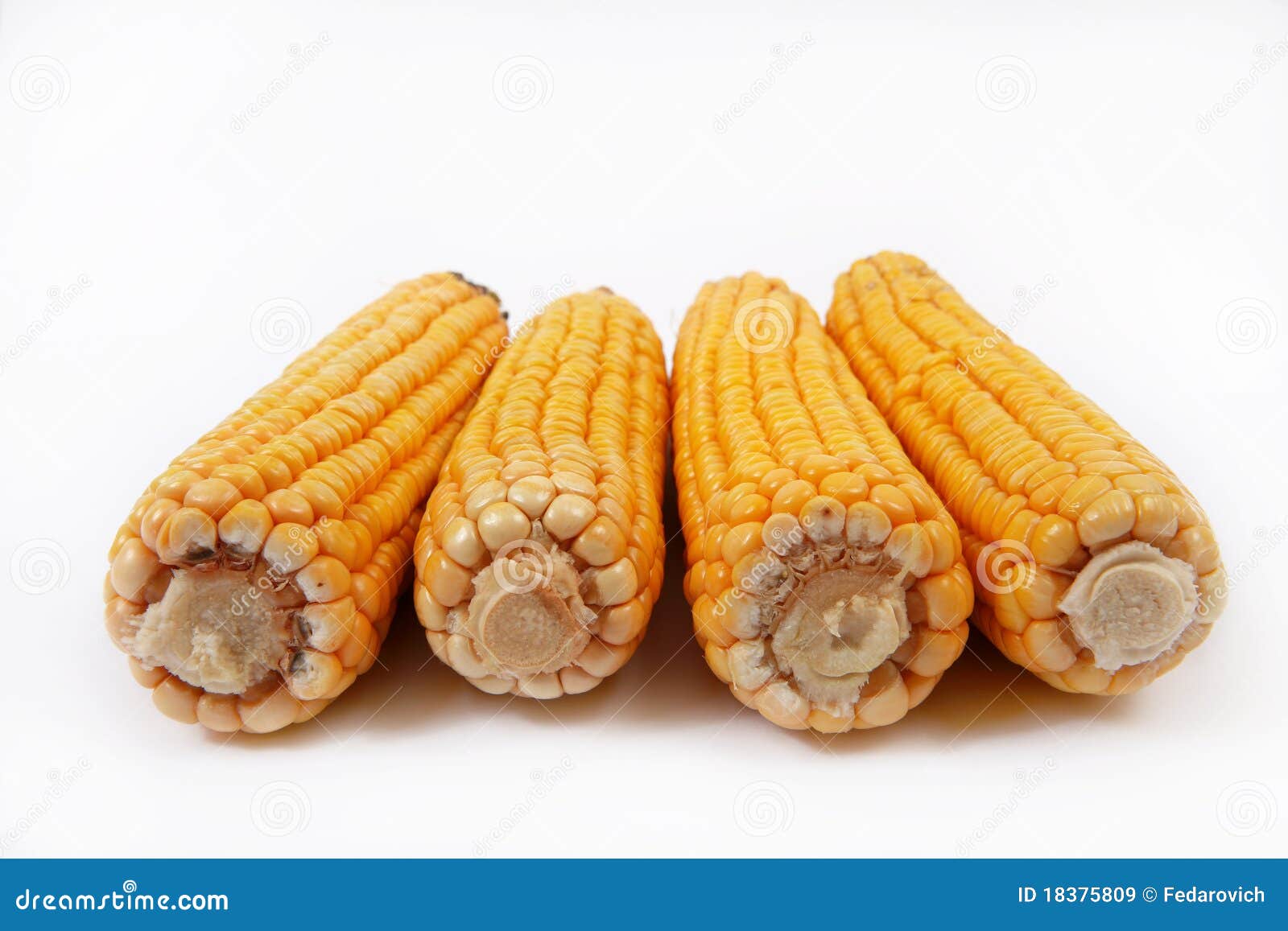 Four ripe ear of corn stock image. Image of popcorn, culture - 18375809