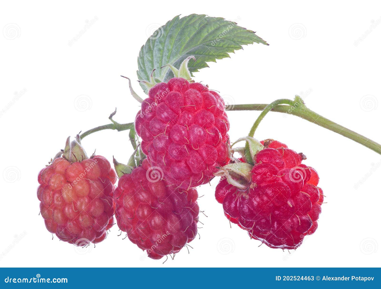 Four Ripe Raspberries with Green Single Leaf Stock Image - Image of ...