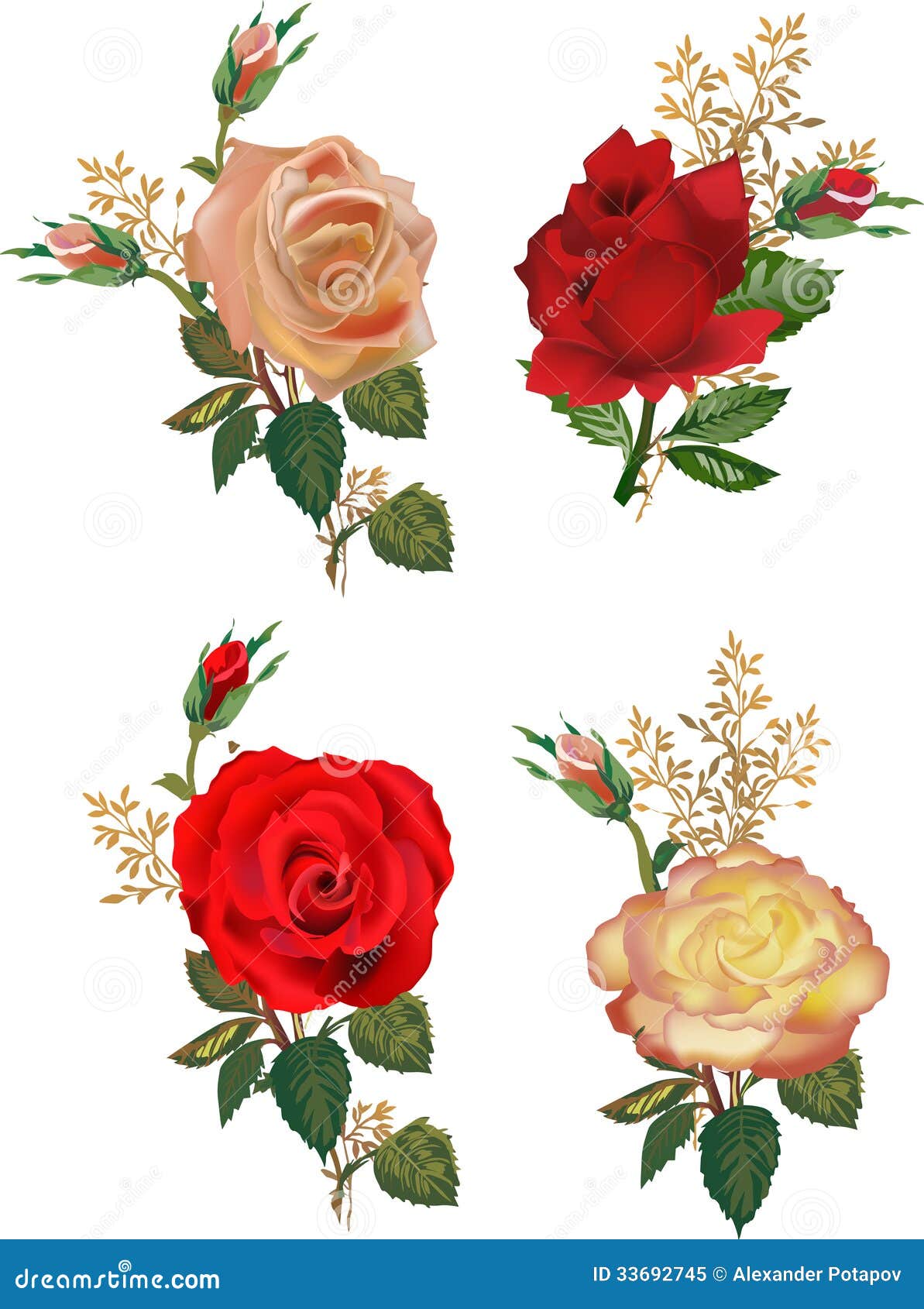 Four Rose Flowers Compositions Isolated on White Stock Vector ...