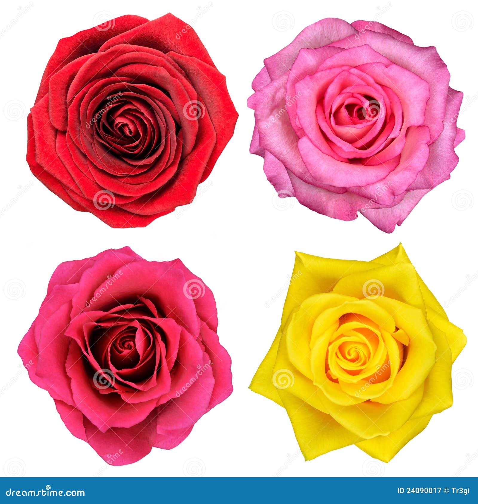 Four Rose Flowers Isolated on White Stock Image - Image of isolated ...