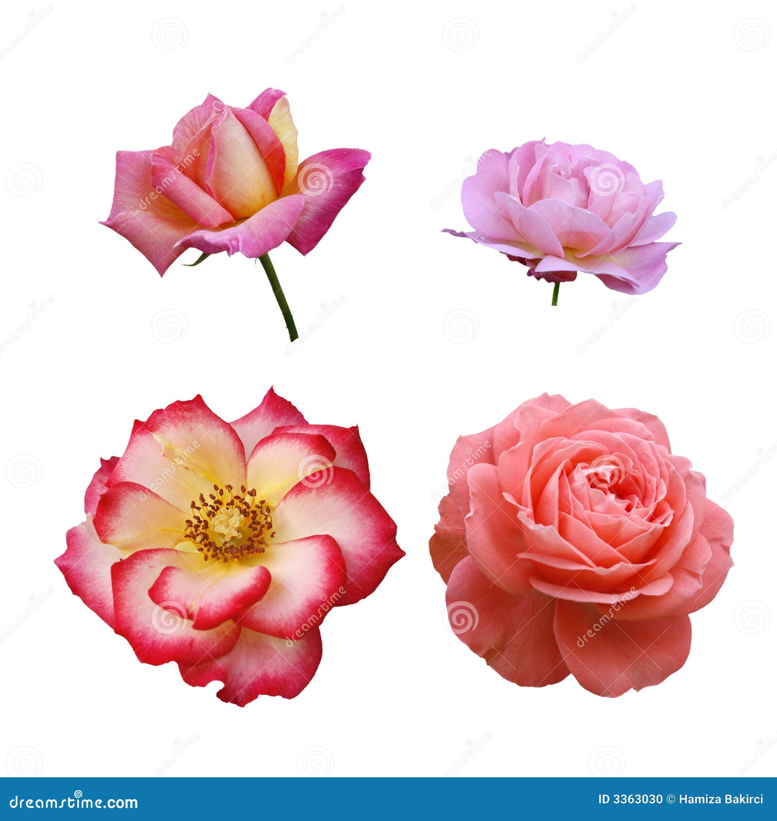 Four roses stock photo. Image of summer, petals, botanical - 3363030