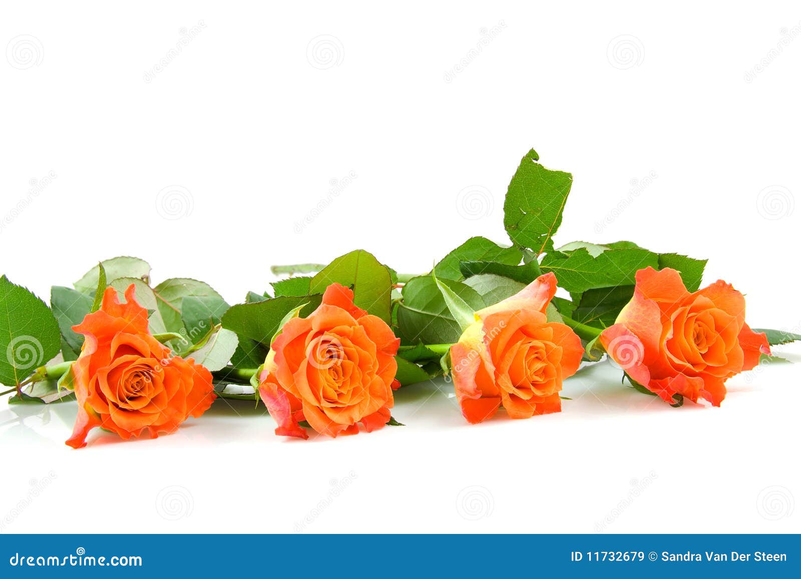 Four roses in a row stock image. Image of summer, romantic - 11732679