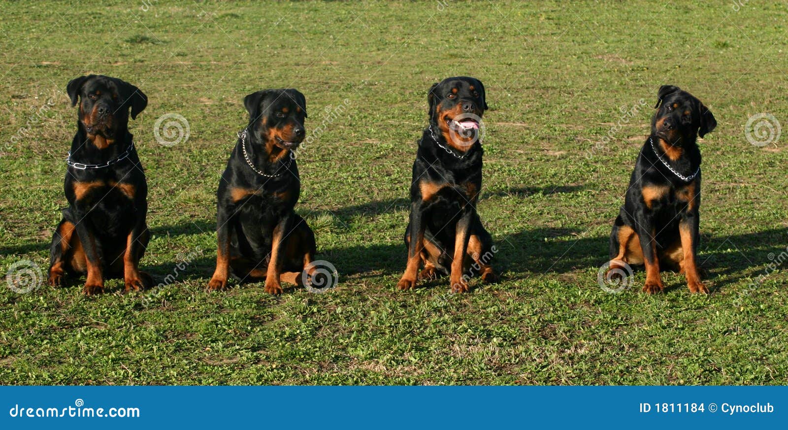 Four rottweiler stock photo. Image of grass, animal, play - 1811184