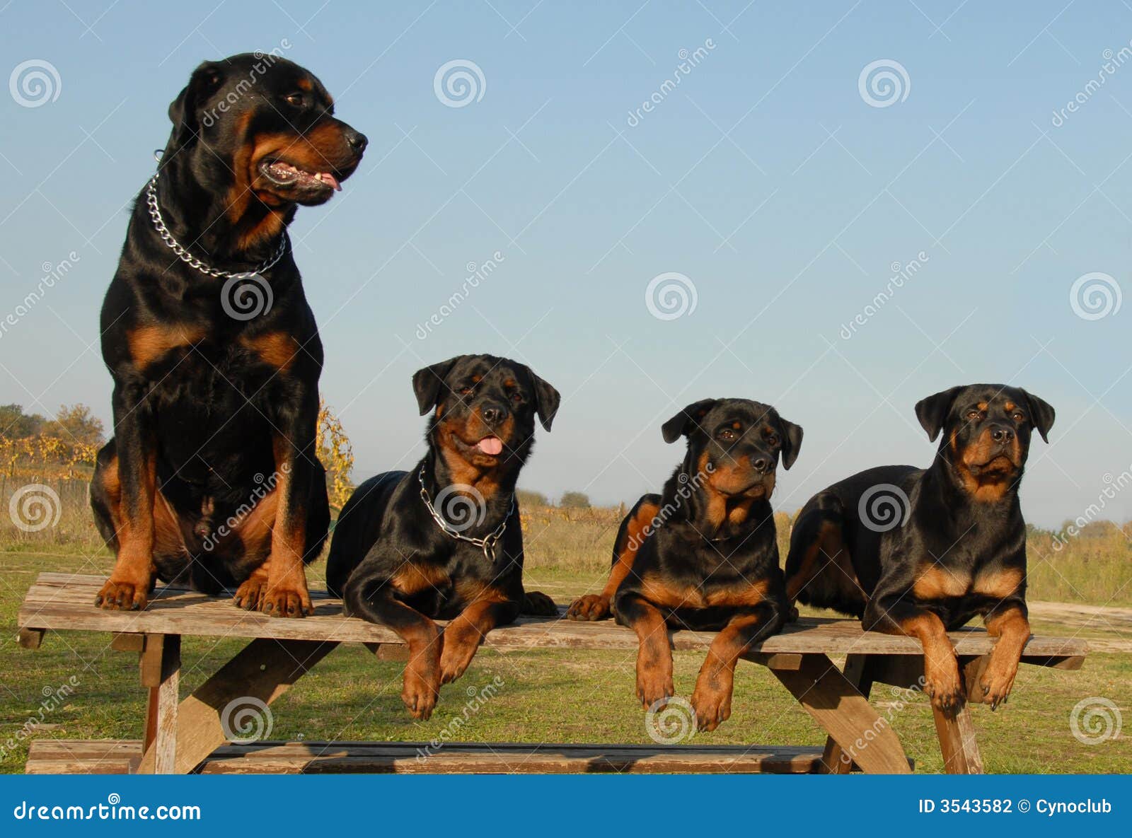 Four rottweilers stock photo. Image of teeth, rottweiler - 3543582