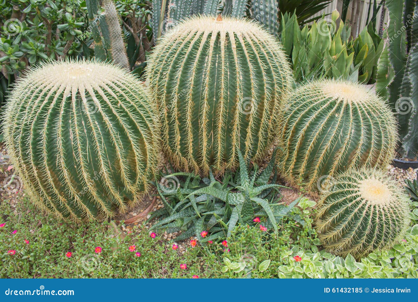 Four Round Cactuses stock image. Image of plant, four - 61432185