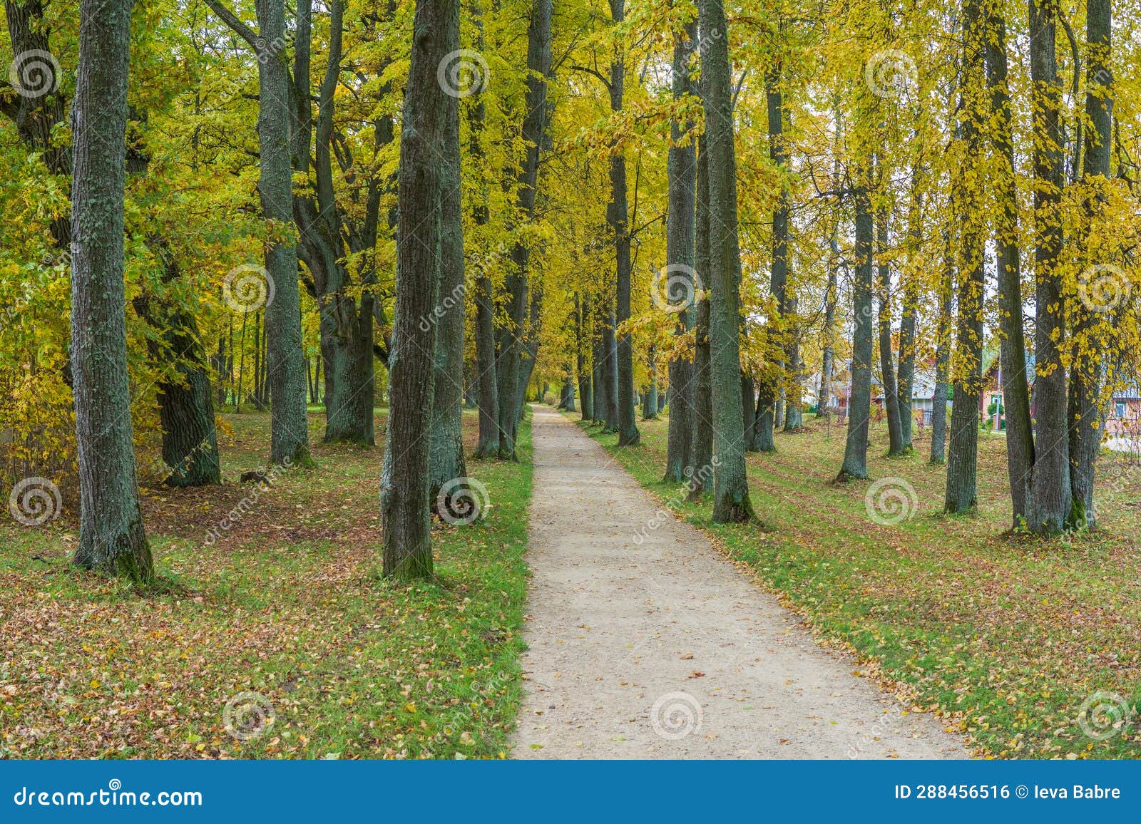 A Four-row Tree Alley with a Path Down the Middle Stock Photo - Image ...