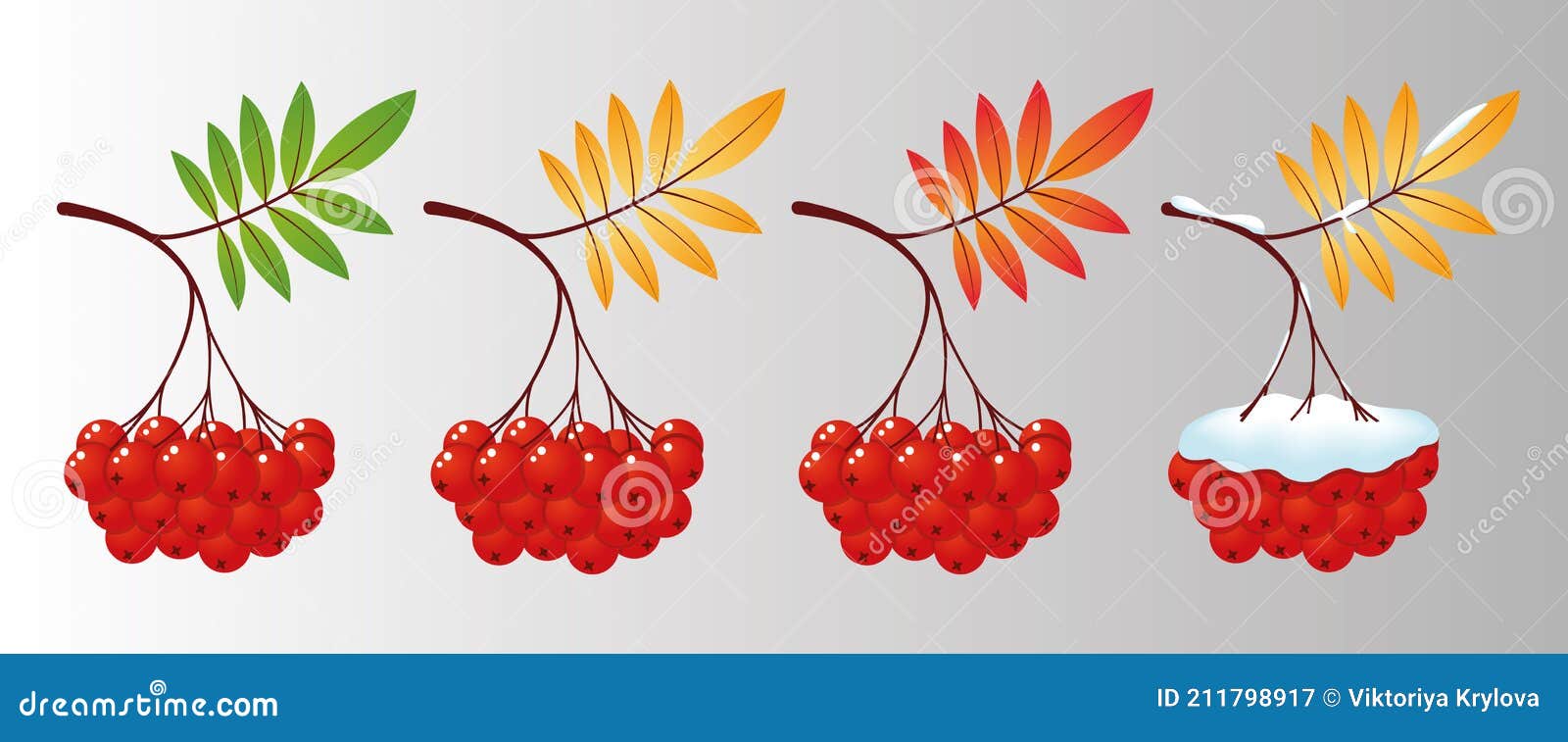 Four Rowan Tree Branches with Leaves and Berries for Different Seasons ...