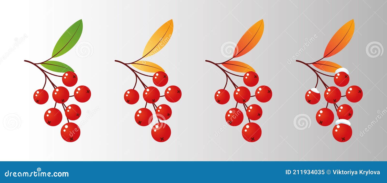 Four Rowan Tree Branches with Leaves and Berries for Different Seasons ...