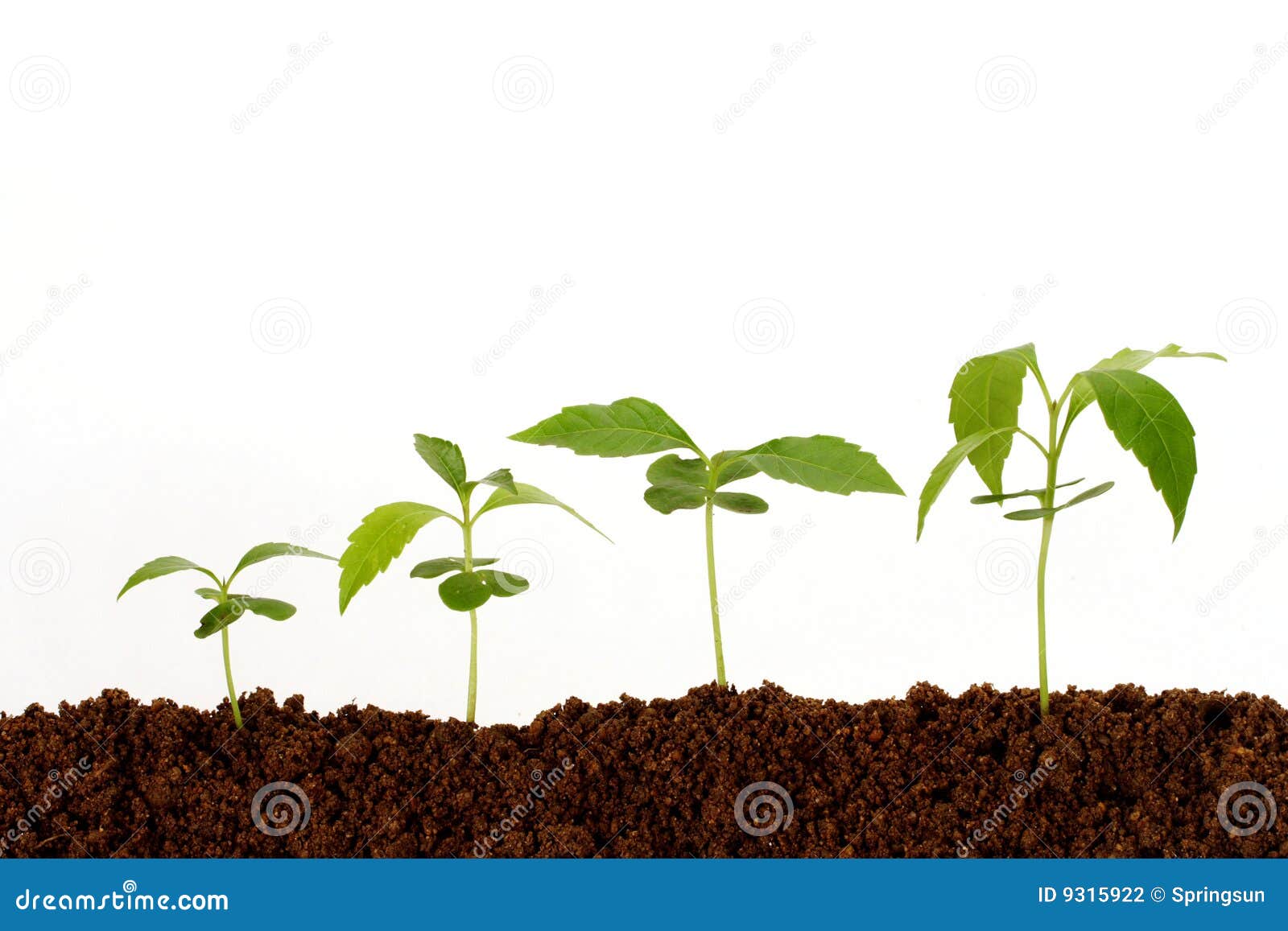 Four saplings stock photo. Image of agriculture, multiple - 9315922