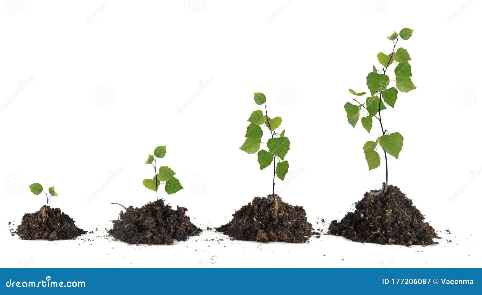 Saplings on White Background Stock Image - Image of close, tree: 177206087