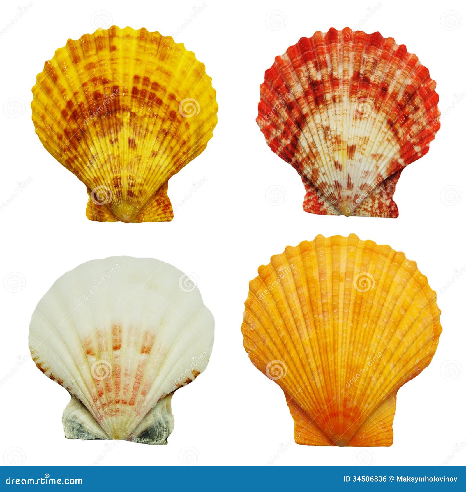 Four sea shells stock photo. Image of aquatic, rails - 34506806