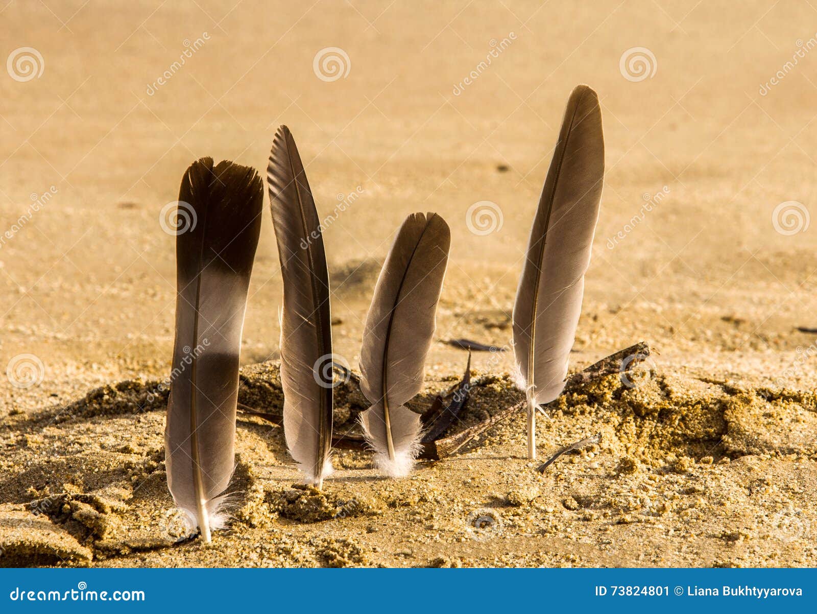 Four Seagull Feathers Stuck into Beach Sand. Stock Image - Image of ...