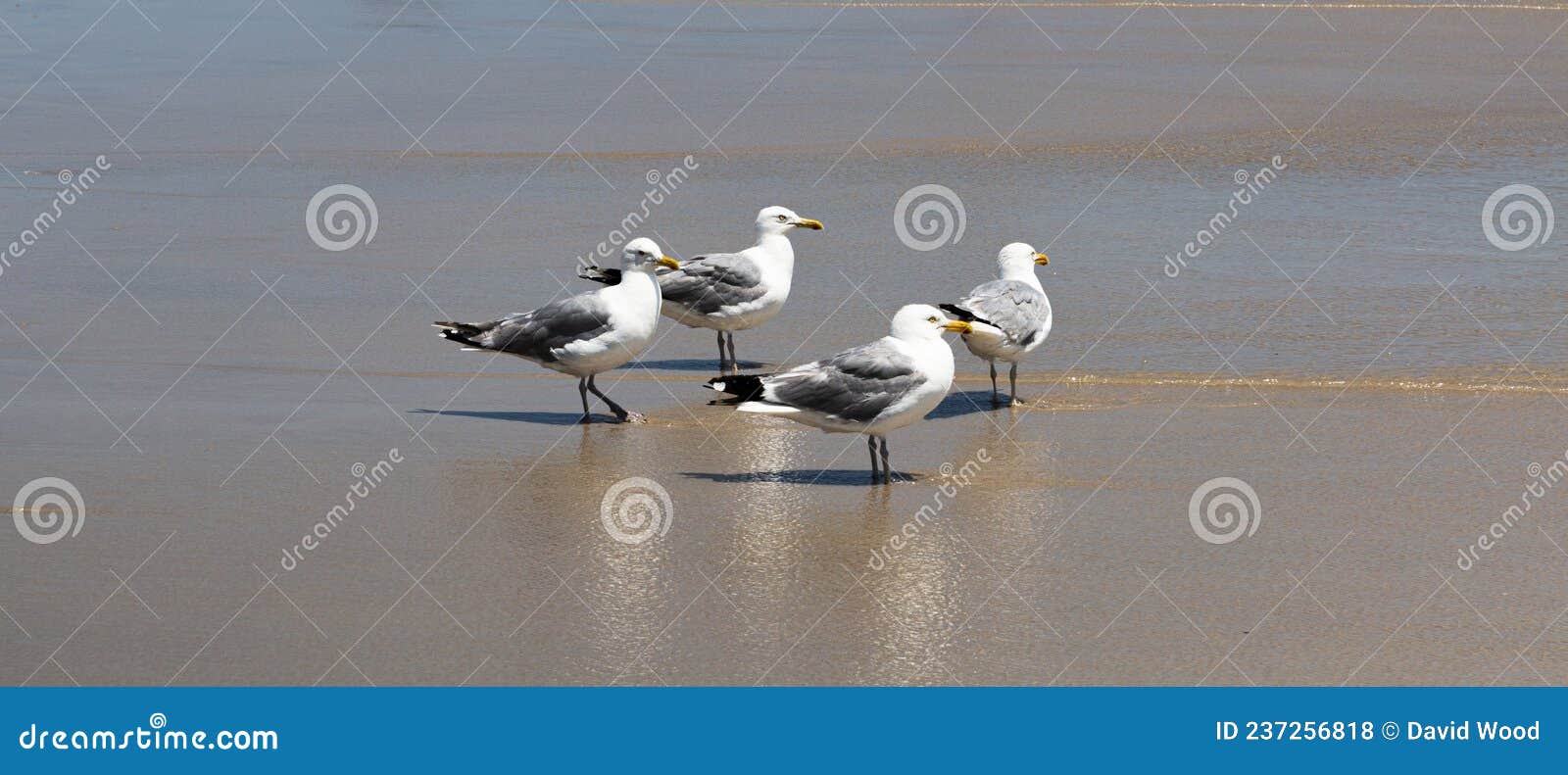 Four Seagulls Standing at the Waters Edge on the Beach Stock Photo ...