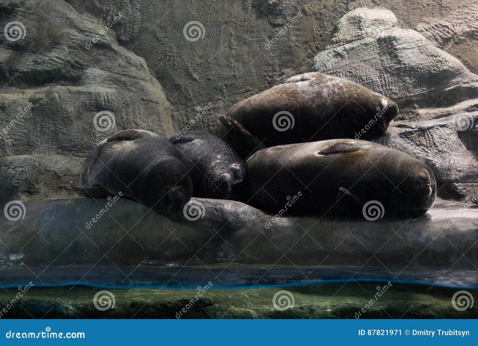Four Seals Lie on Rock Indoors Stock Image - Image of tank, blue: 87821971