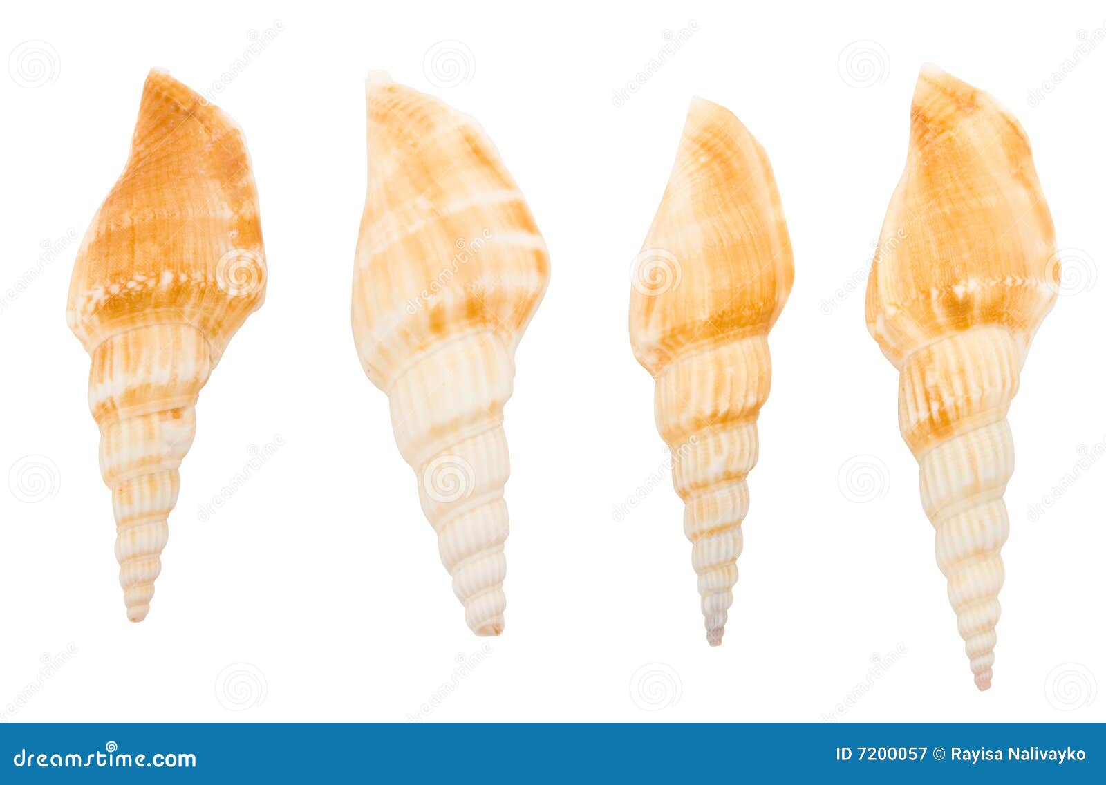 Four seashell stock image. Image of ocean, yellow, composition - 7200057