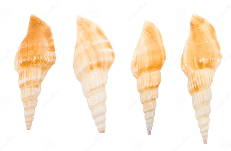 Four seashell stock image. Image of ocean, yellow, composition - 7200057