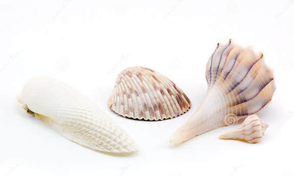 Four Seashells stock photo. Image of peach, pattern, isolate - 495528